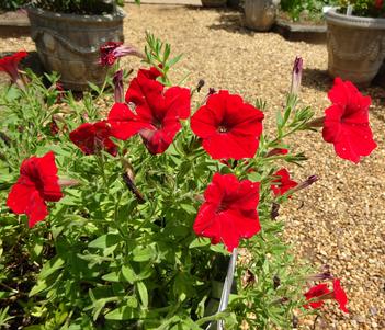Petunia 'Easy Wave Red Improved' from University of Georgia Trial Gardens