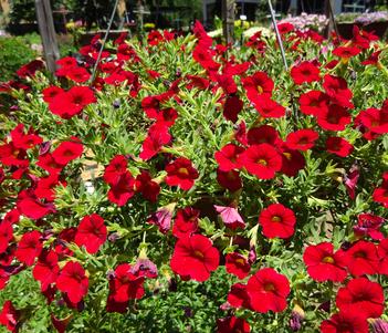 Calibrachoa 'MiniFamous Neo Vampire' from University of Georgia Trial ...