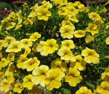 Calibrachoa 'Lia Yellow' from University of Georgia Trial Gardens