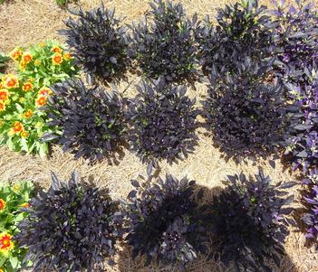 Capsicum 'Onyx Red' from University of Georgia Trial Gardens