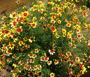 Coreopsis 'Little Bang Red Enchanted Eve' Tickseed from University of ...