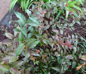 Diervilla 'Firefly Nightglow' from University of Georgia Trial Gardens