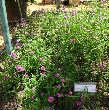 Gomphrena 'Truffula Pink' Globe Amaranth from University of Georgia ...