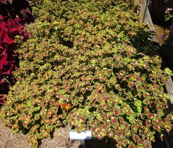Solenostemon 'ColorBlaze Strawberry Drop' Coleus from University of ...