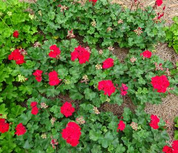 Pelargonium 'Super Moon Red' Geranium from University of Georgia Trial ...