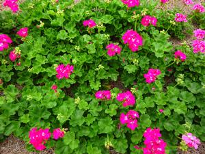 Pelargonium 'Calliope 'Large Hot Rose'' Geranium from University of ...