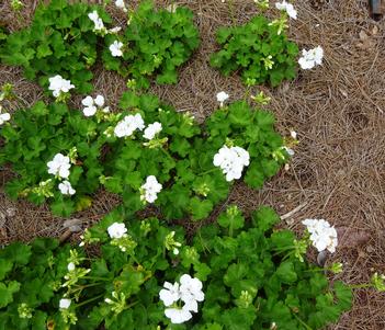 Pelargonium 'Calliope Medium White' Geranium from University of Georgia ...