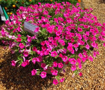 Petunia 'Dekko Star Rose' from University of Georgia Trial Gardens