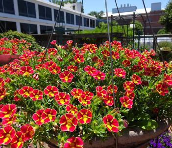Calibrachoa 'Superbells Cardinal Star' Million Bells from University of ...